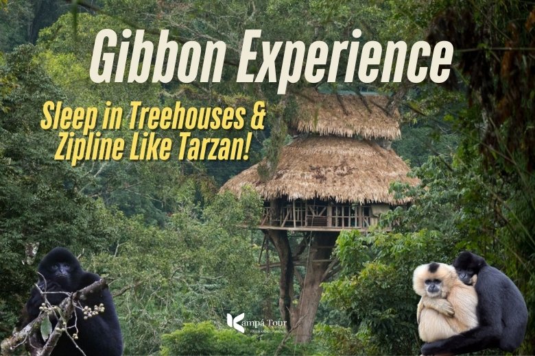 Gibbon Experience – Sleep in Treehouses & Zipline Like Tarzan!